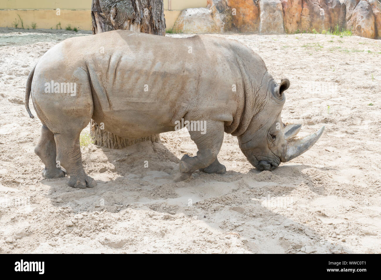 Close up portrait of rhino, profile. Rhino in the dust and clay walks ...