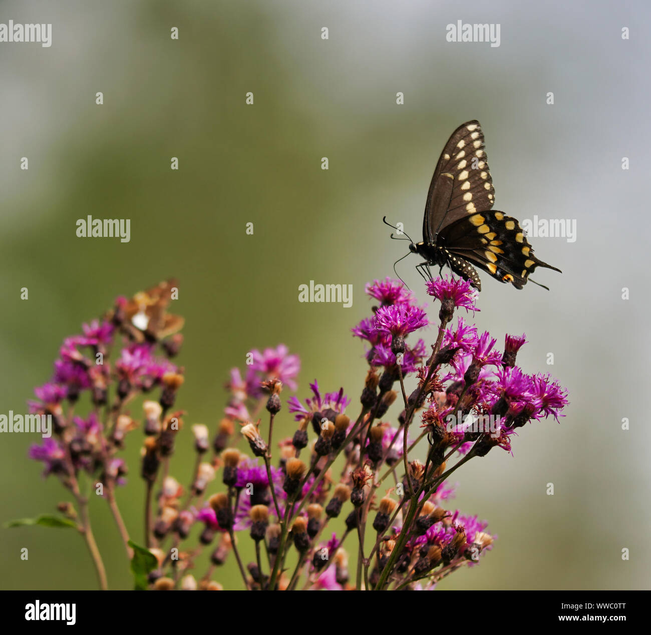 Swallowtail butterfly on wildflower Stock Photo - Alamy