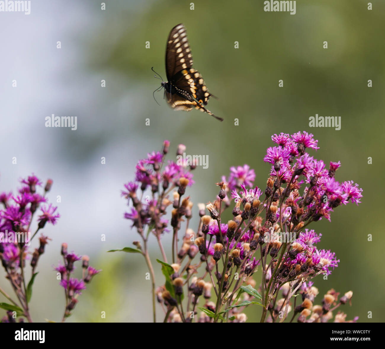 Swallowtail butterfly in flight Stock Photo - Alamy