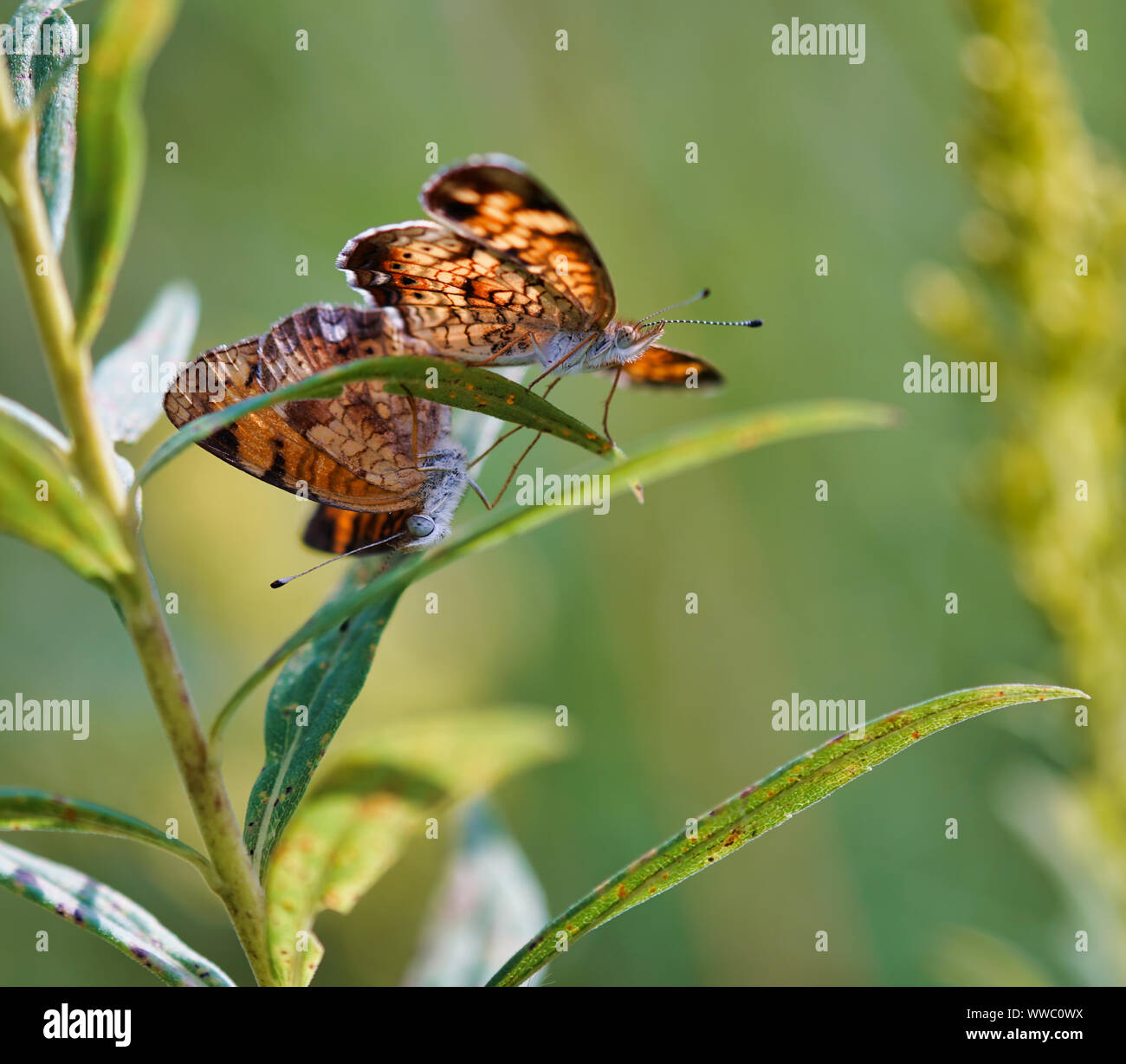 Ohio butterflies hi-res stock photography and images - Alamy