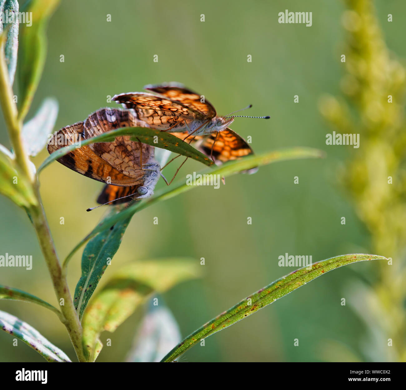Ohio butterflies hi-res stock photography and images - Alamy