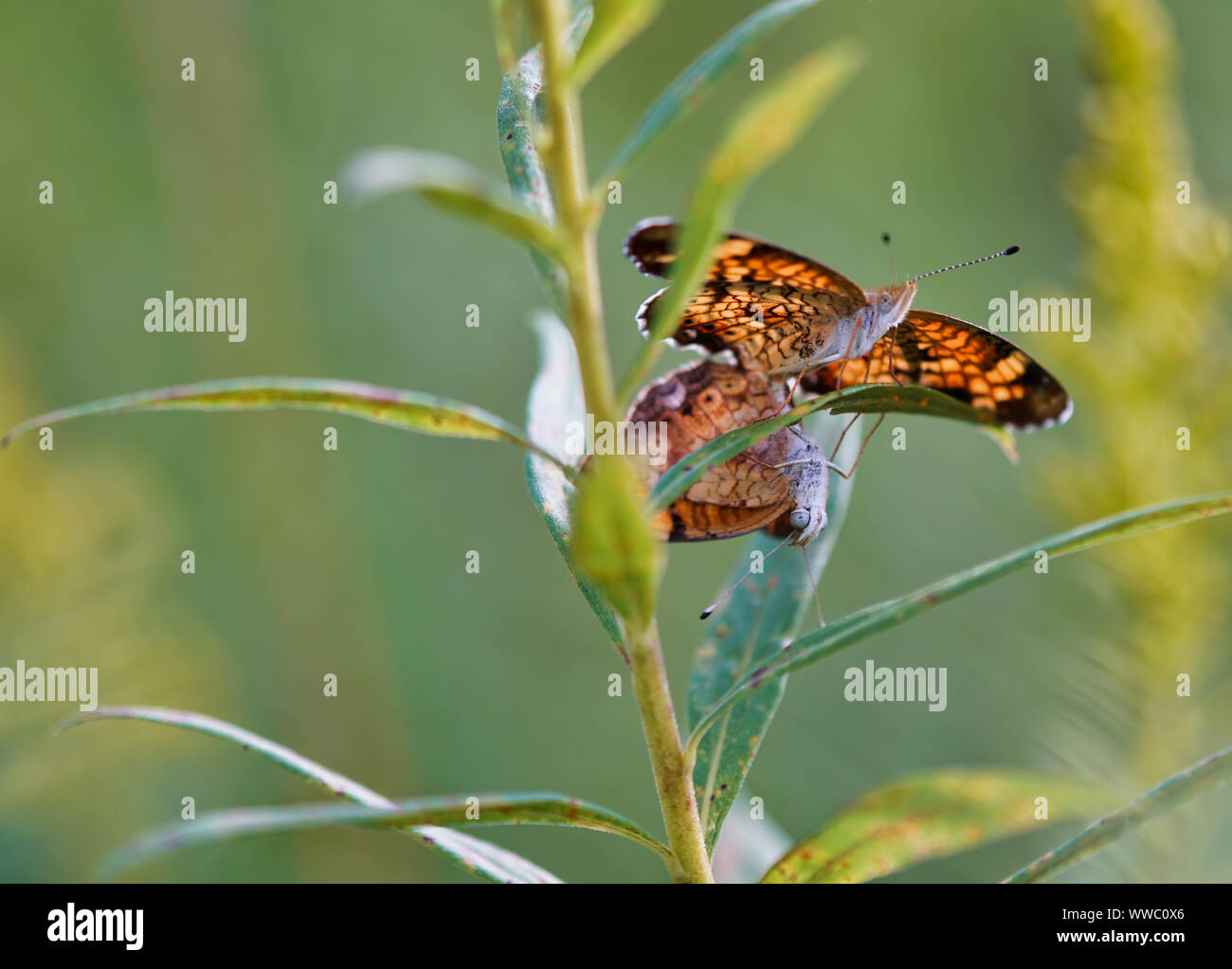 Intimate rest hi-res stock photography and images - Alamy