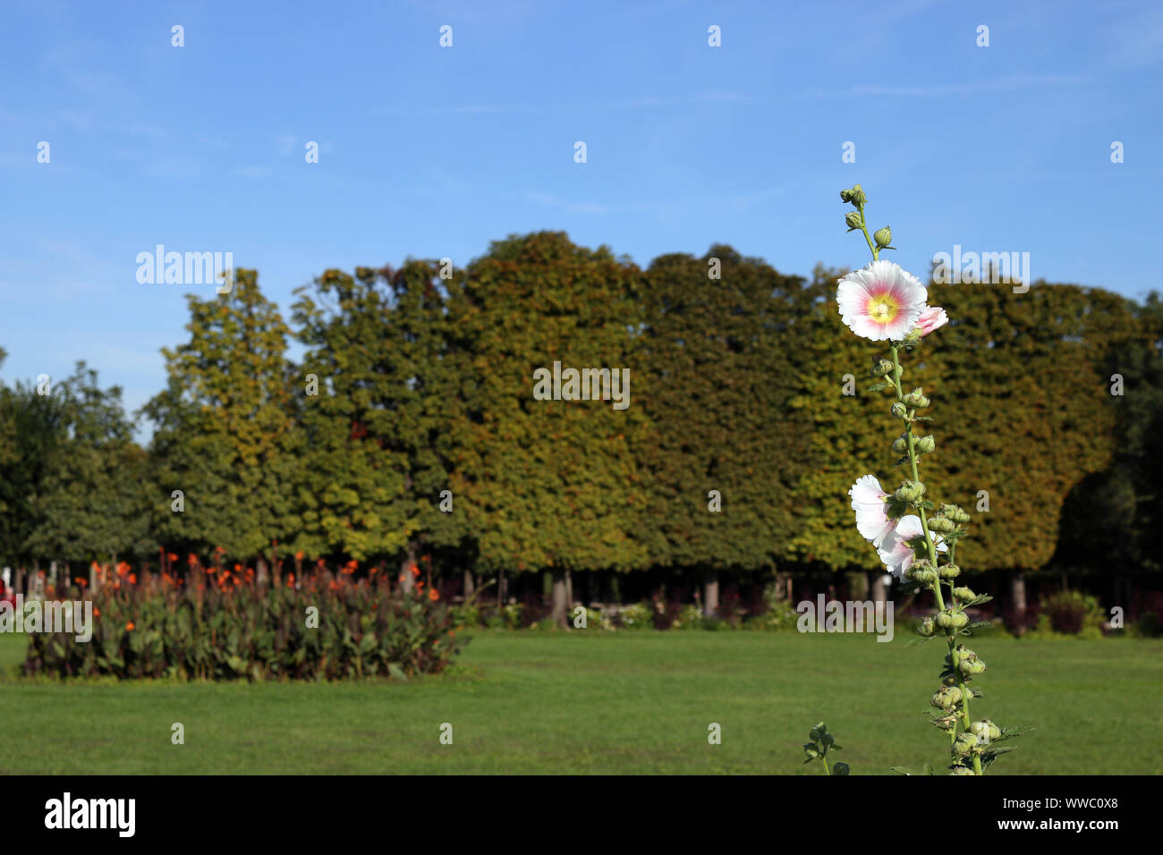 white flower Augarten park in Vienna Stock Photo - Alamy