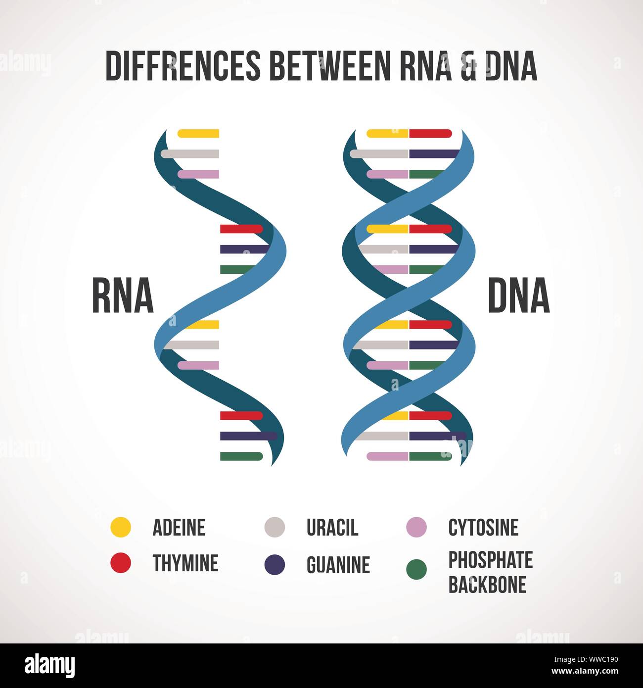 Differences Between Dna And Rna Vector Scientific Icon Spiral Of Dna