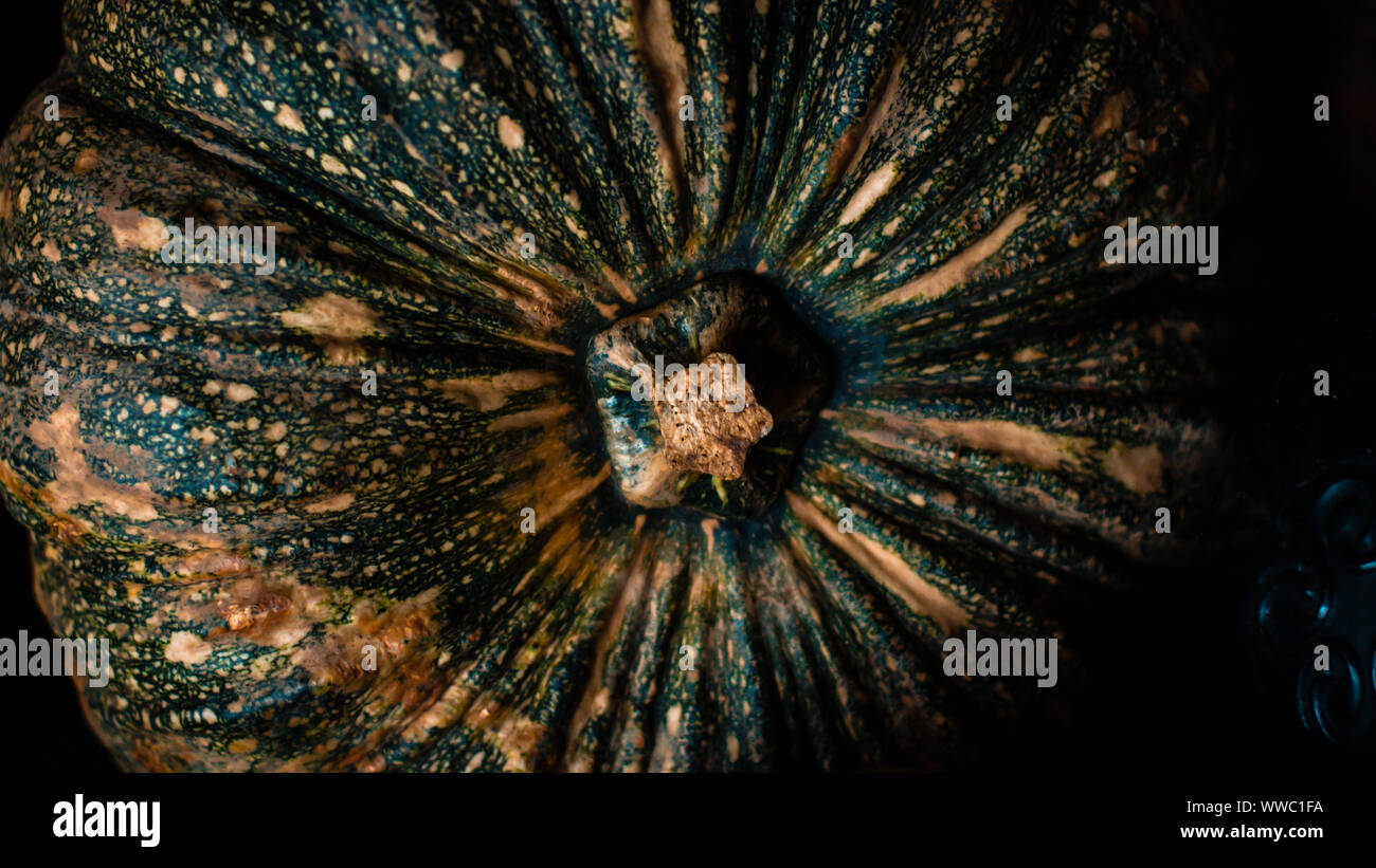 Pumpkin plant illustration hi-res stock photography and images - Alamy