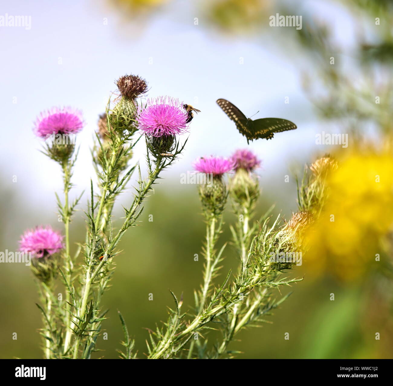 Butterfly In Flight High Resolution Stock Photography and Images - Alamy