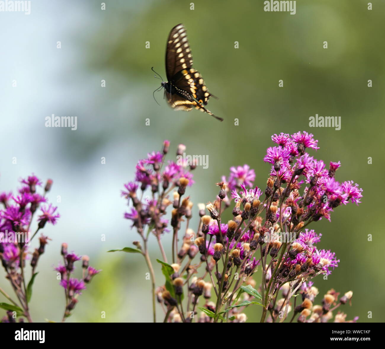 Butterfly In Flight High Resolution Stock Photography and Images - Alamy