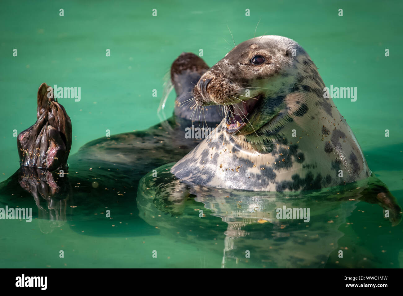 Cute fur seal smiles and swims in the water. Funny face. Contented ...