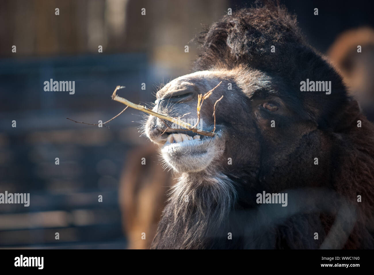 A brown camel is chewing on a branch. Crooked teeth are visible. Lots ...