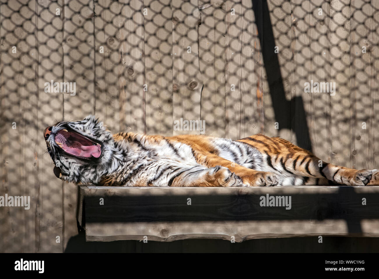 A fluffy adult tiger with a huge mouth is yawning. The Amur tiger is ...