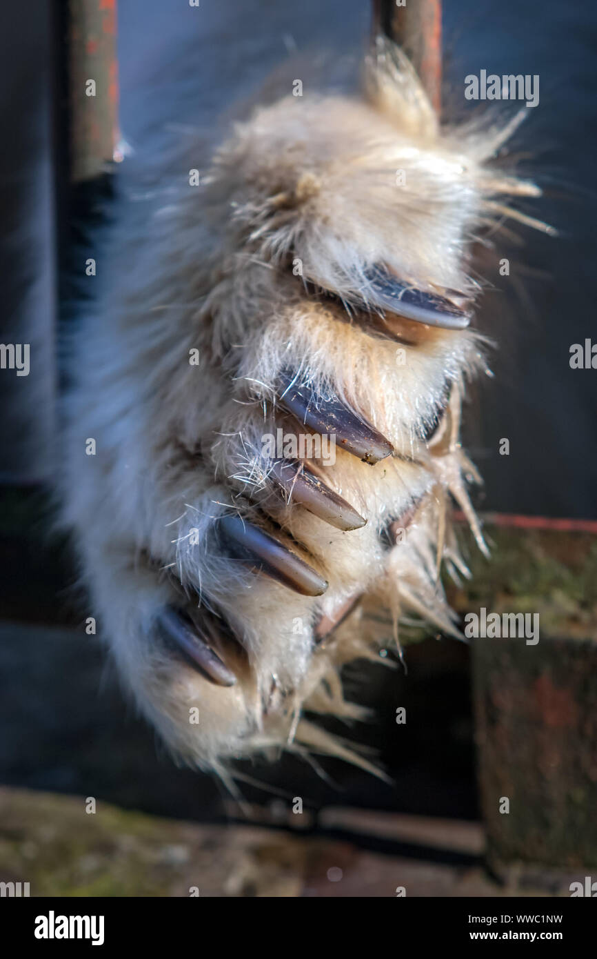 Bear claws hi-res stock photography and images - Alamy
