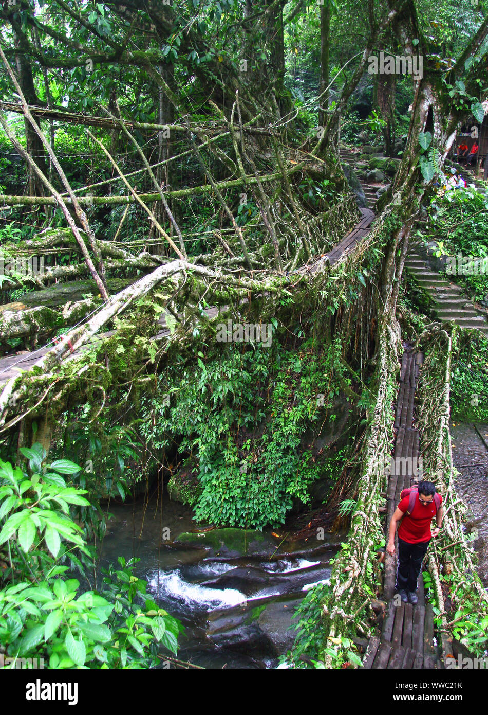 Ficus root bridge hi-res stock photography and images - Alamy
