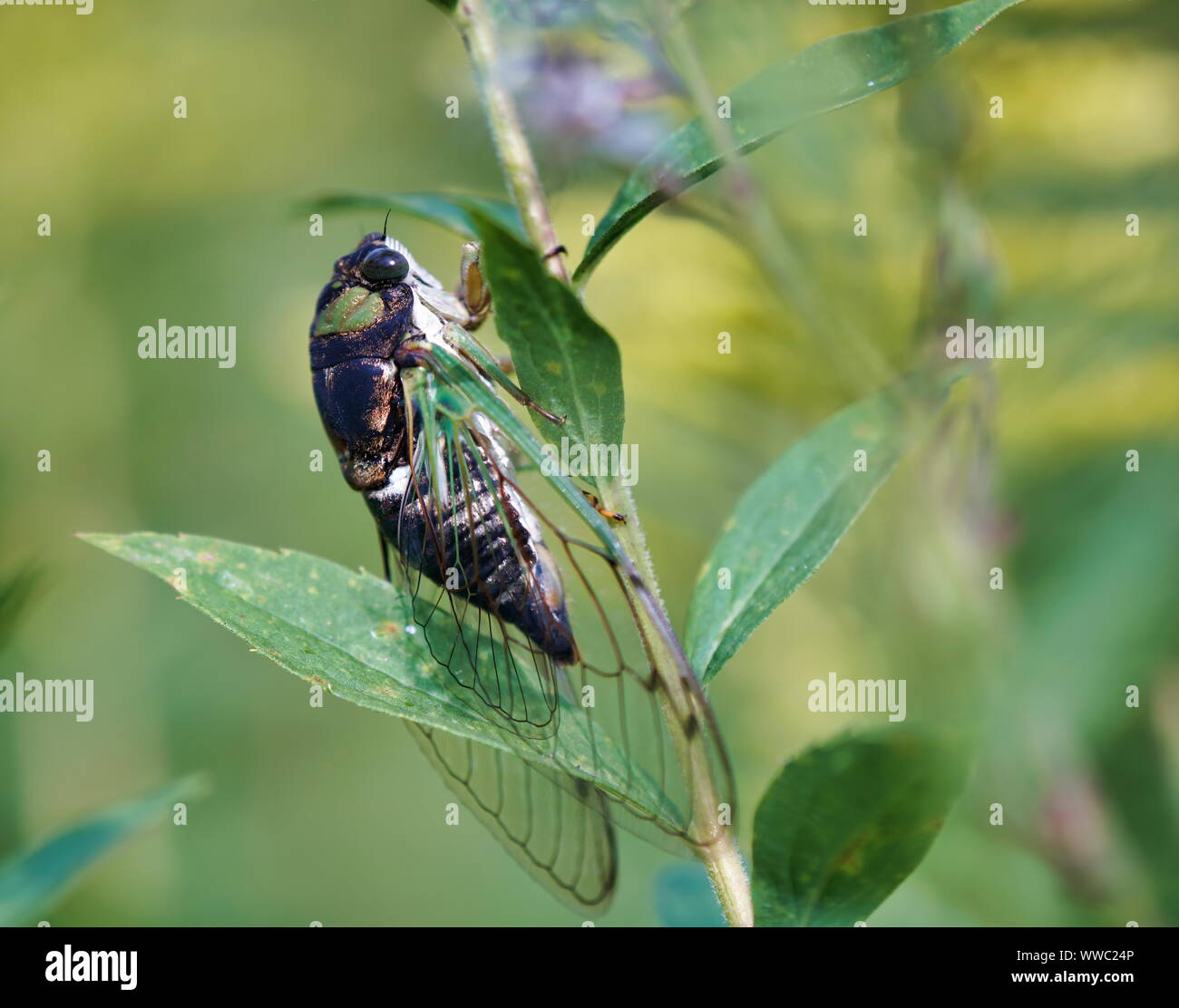 cicada at rest Stock Photo - Alamy