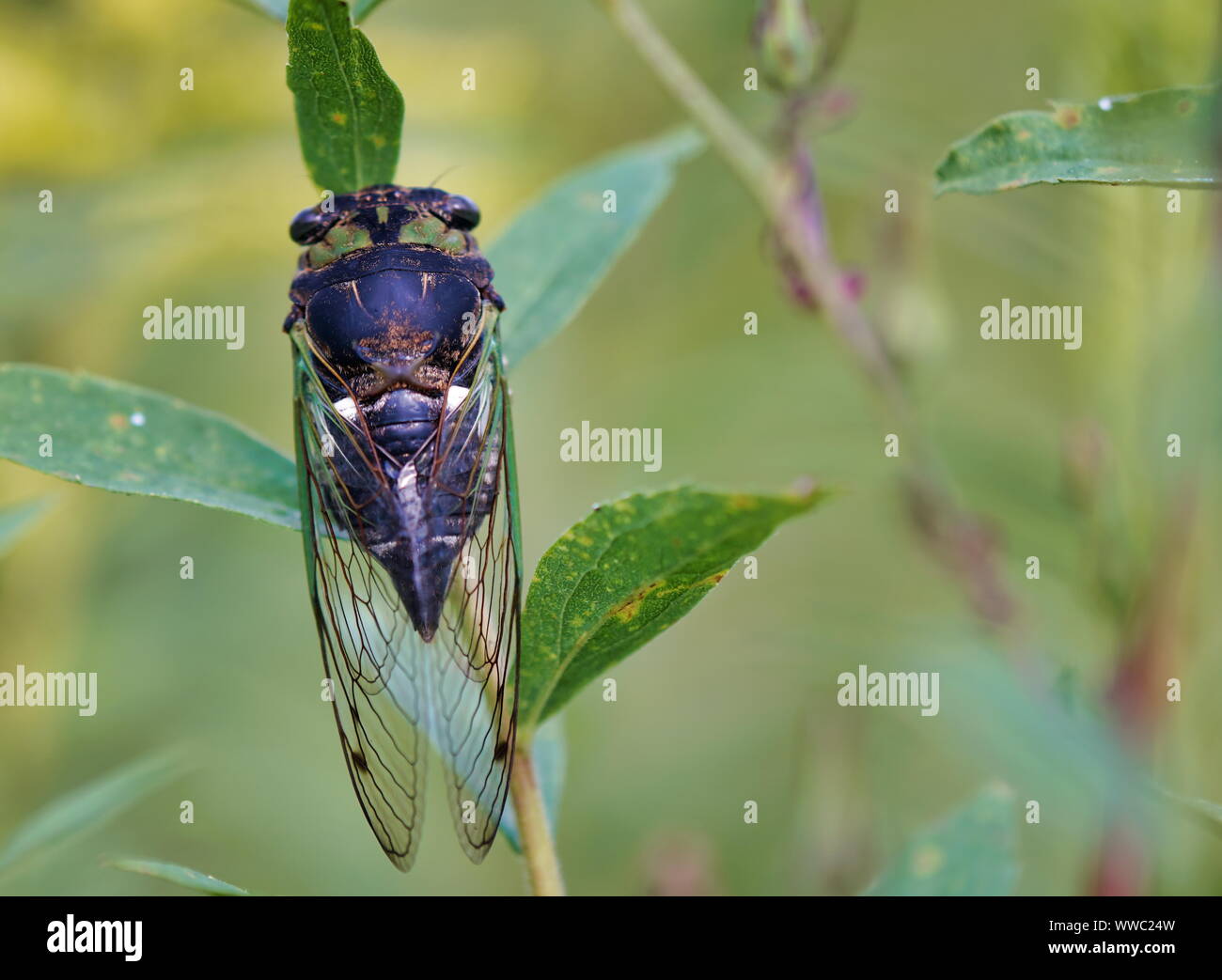 cicada at rest Stock Photo - Alamy