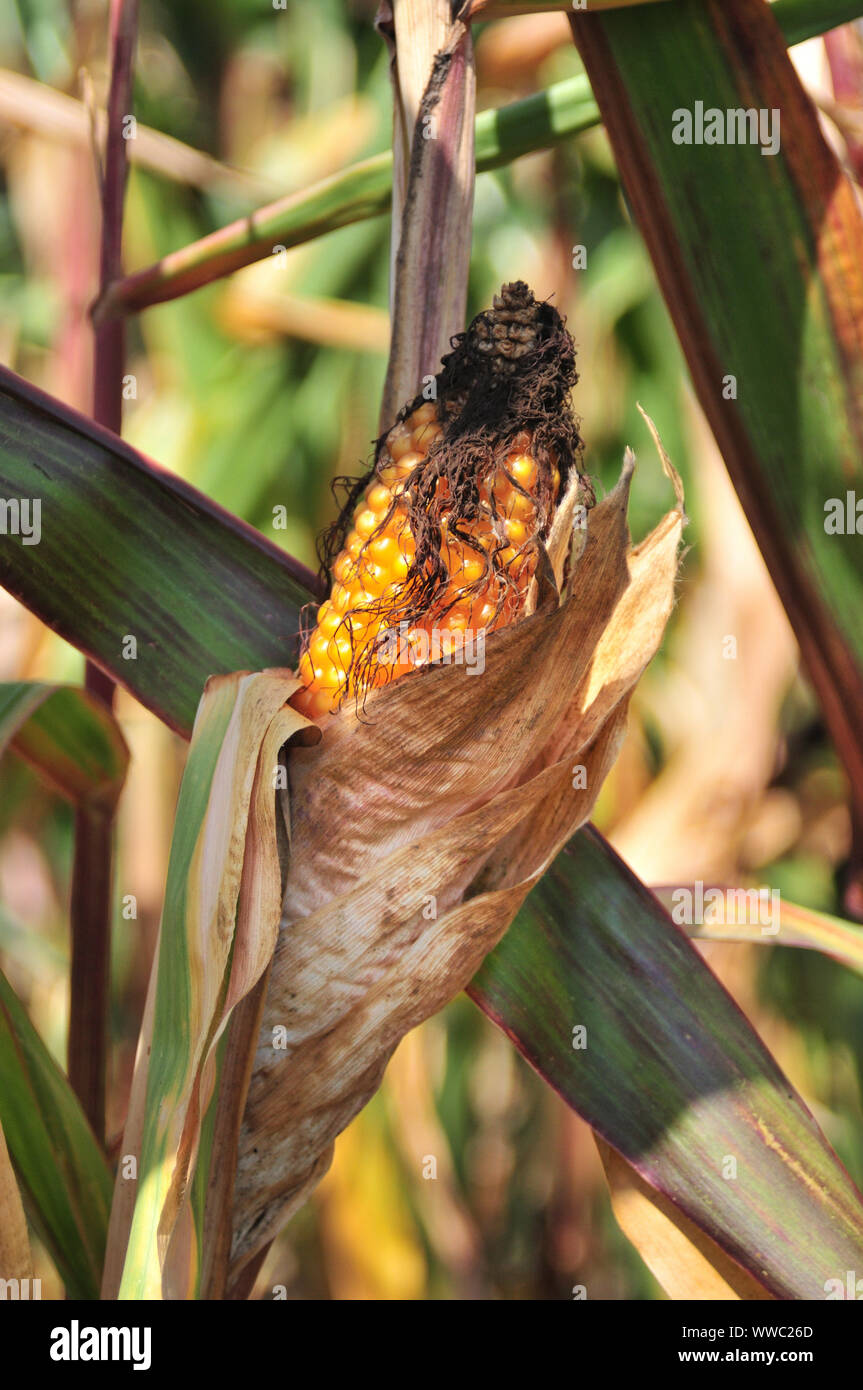 Growing yellow standing ear of corn covered by its dying leaf and black ...