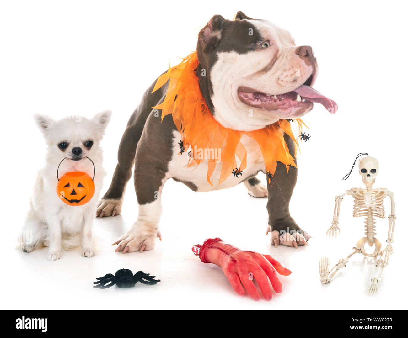 male american bully in front of white background Stock Photo - Alamy