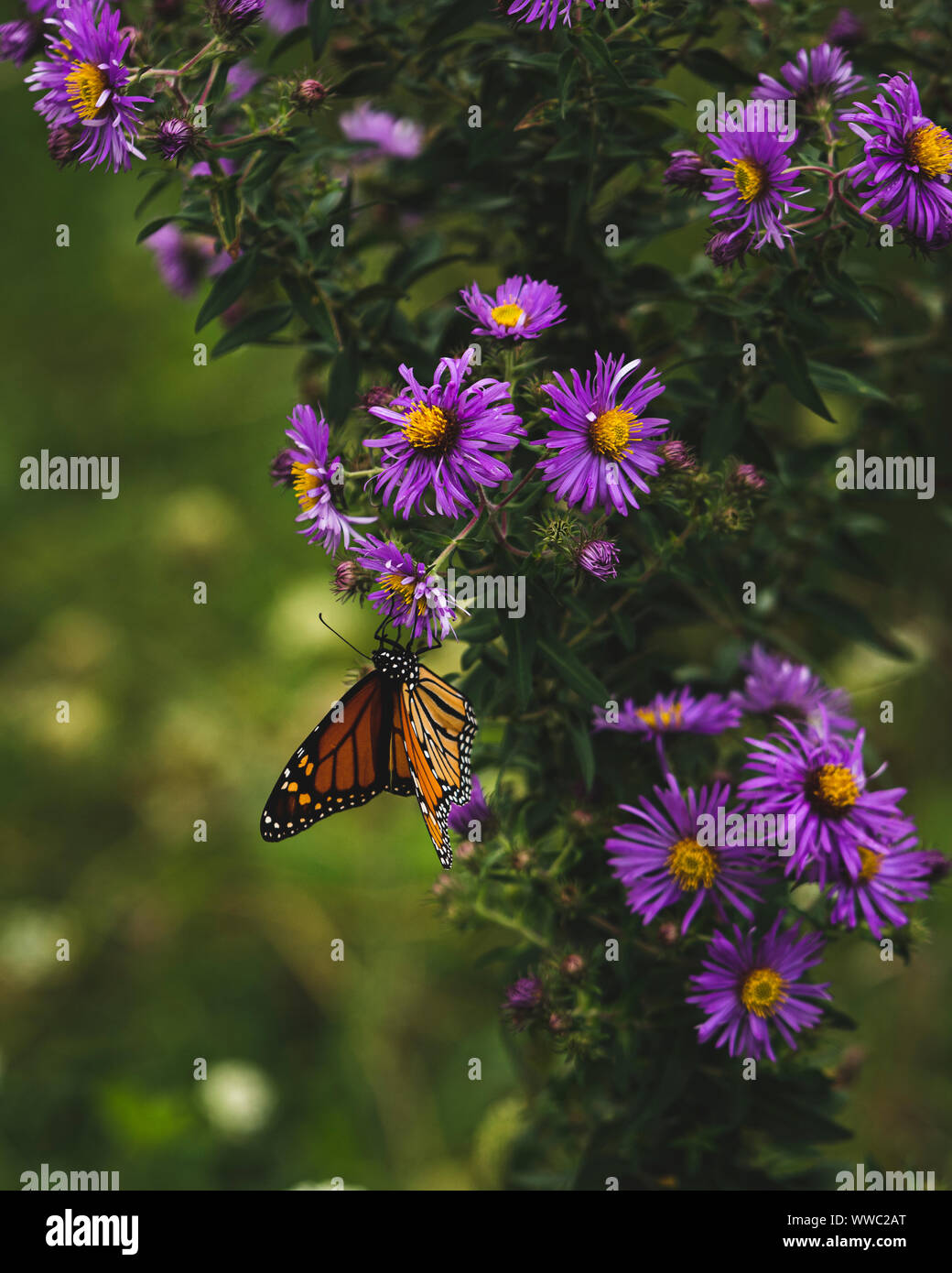 Monarch butterfly flower hi-res stock photography and images - Alamy