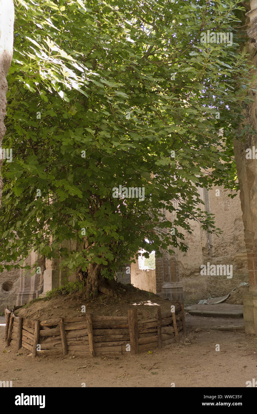 Mature Fig tree growing inside the ruins of the church of San ...