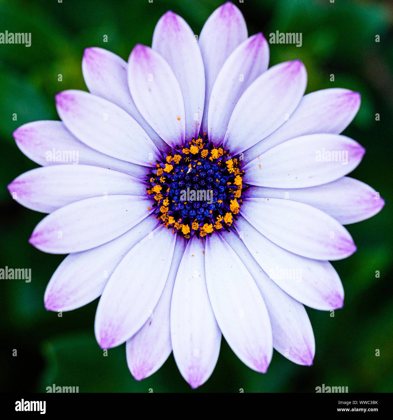 African Daisy at Hughes, ACT, Australia on a winter afternoon in August ...