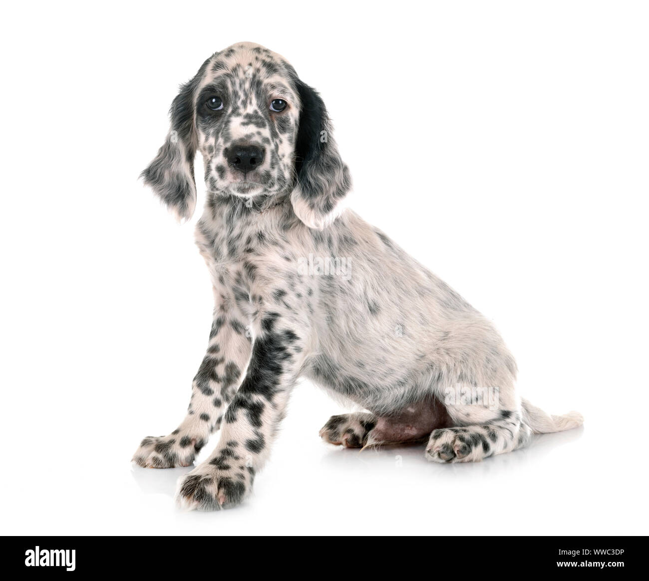 puppy english setter in front of white background Stock Photo - Alamy