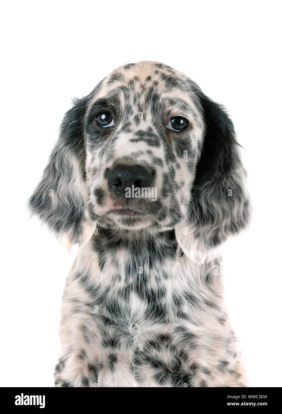 puppy english setter in front of white background Stock Photo - Alamy