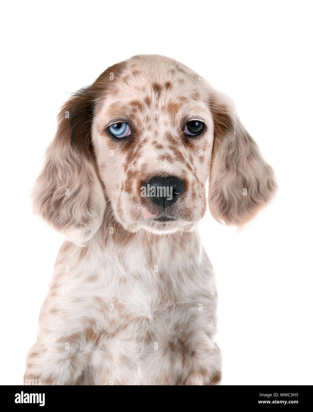 puppy english setter in front of white background Stock Photo - Alamy