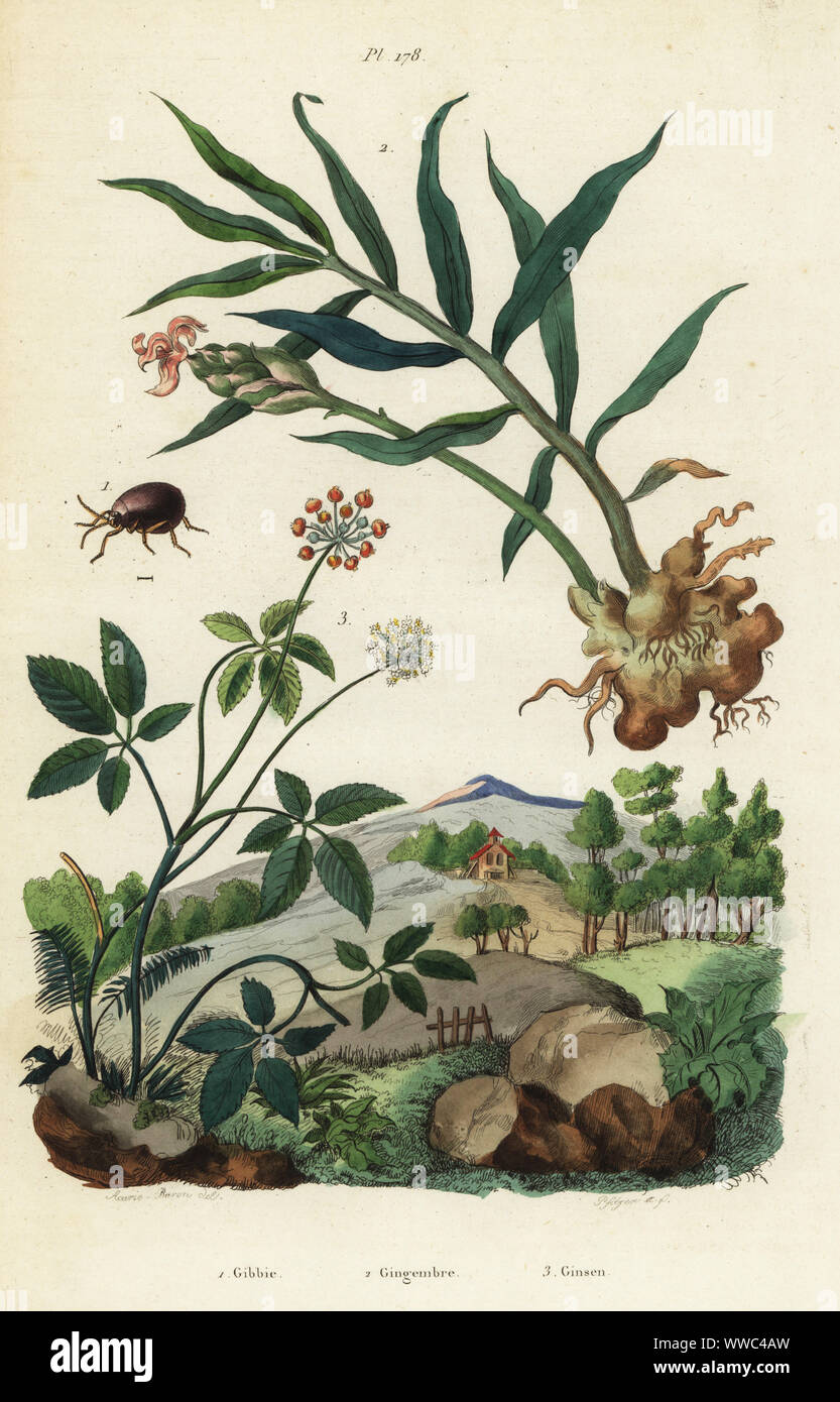 Gibbium scotias hi-res stock photography and images - Alamy