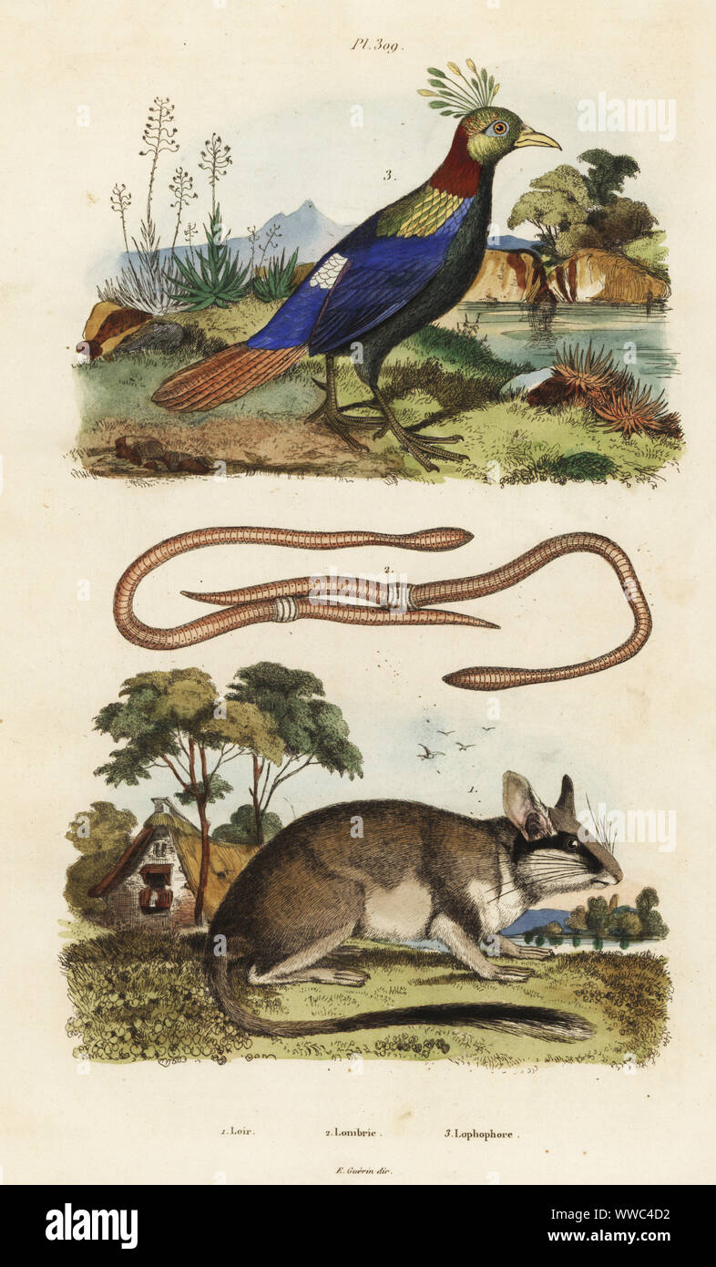 Lophophorus hi-res stock photography and images - Alamy