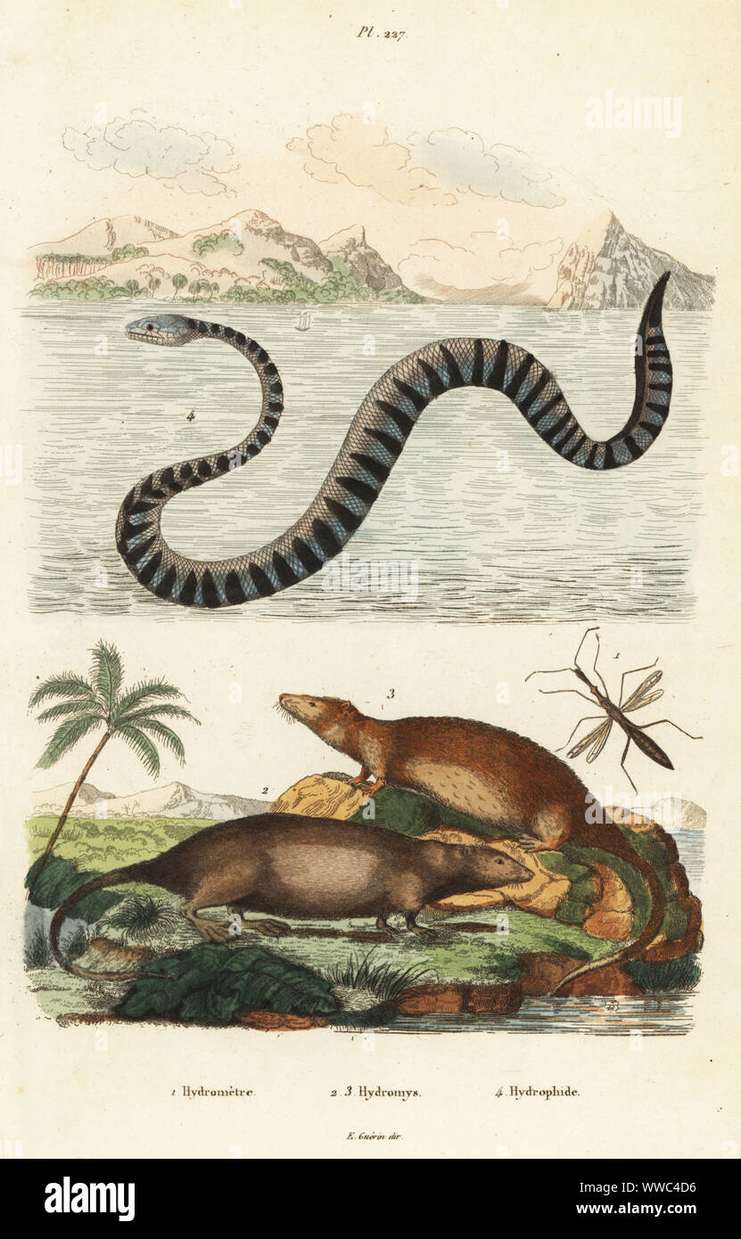 Hydrophis nigrocinctus hi-res stock photography and images - Alamy