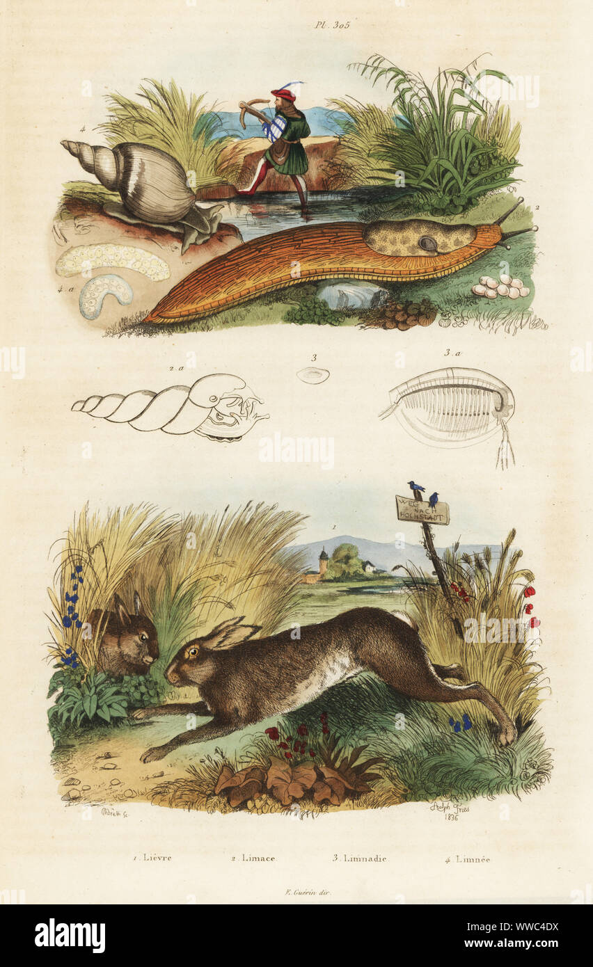 Big ear radix snail hi-res stock photography and images - Alamy