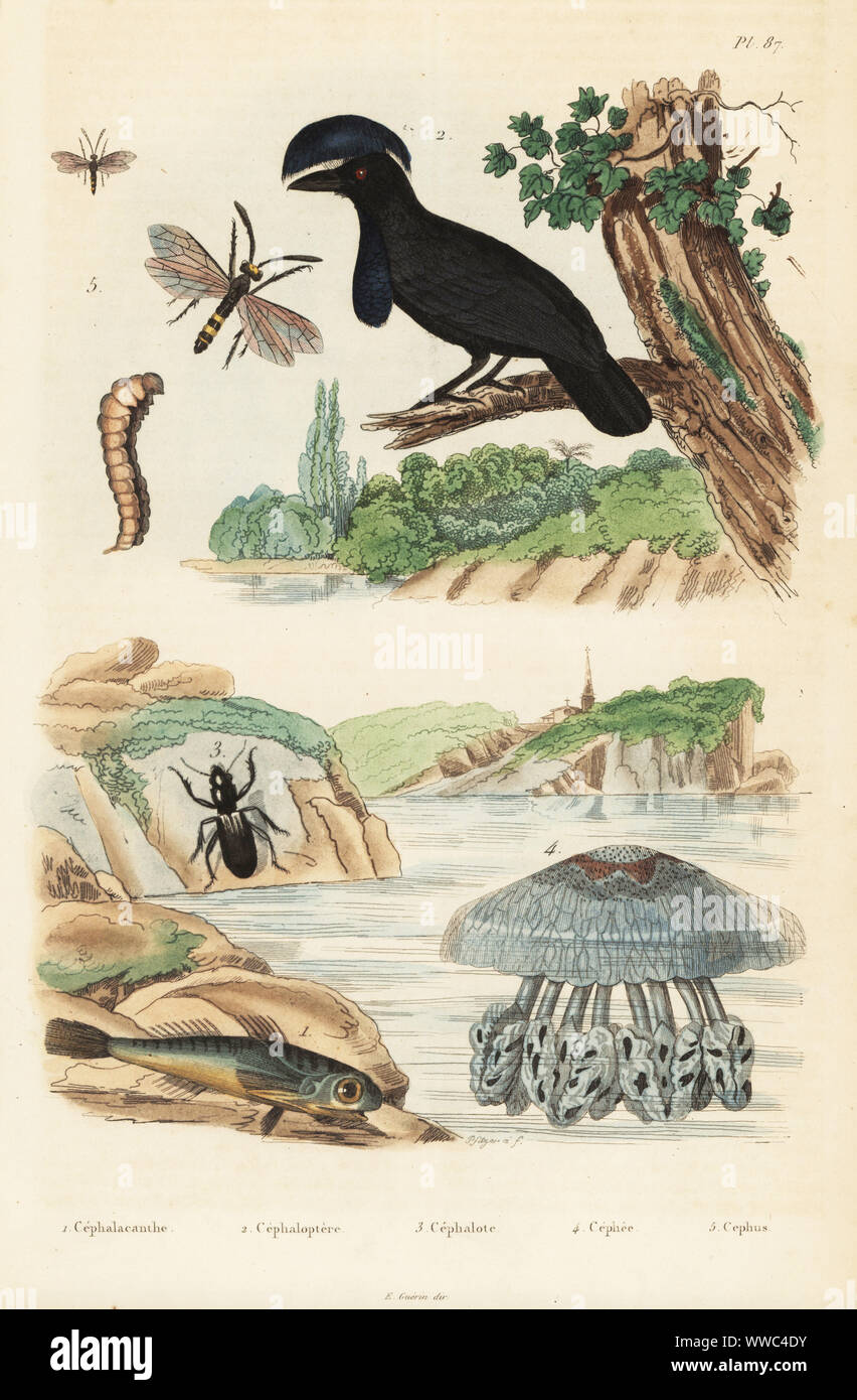 Cephea dubreuilli hi-res stock photography and images - Alamy