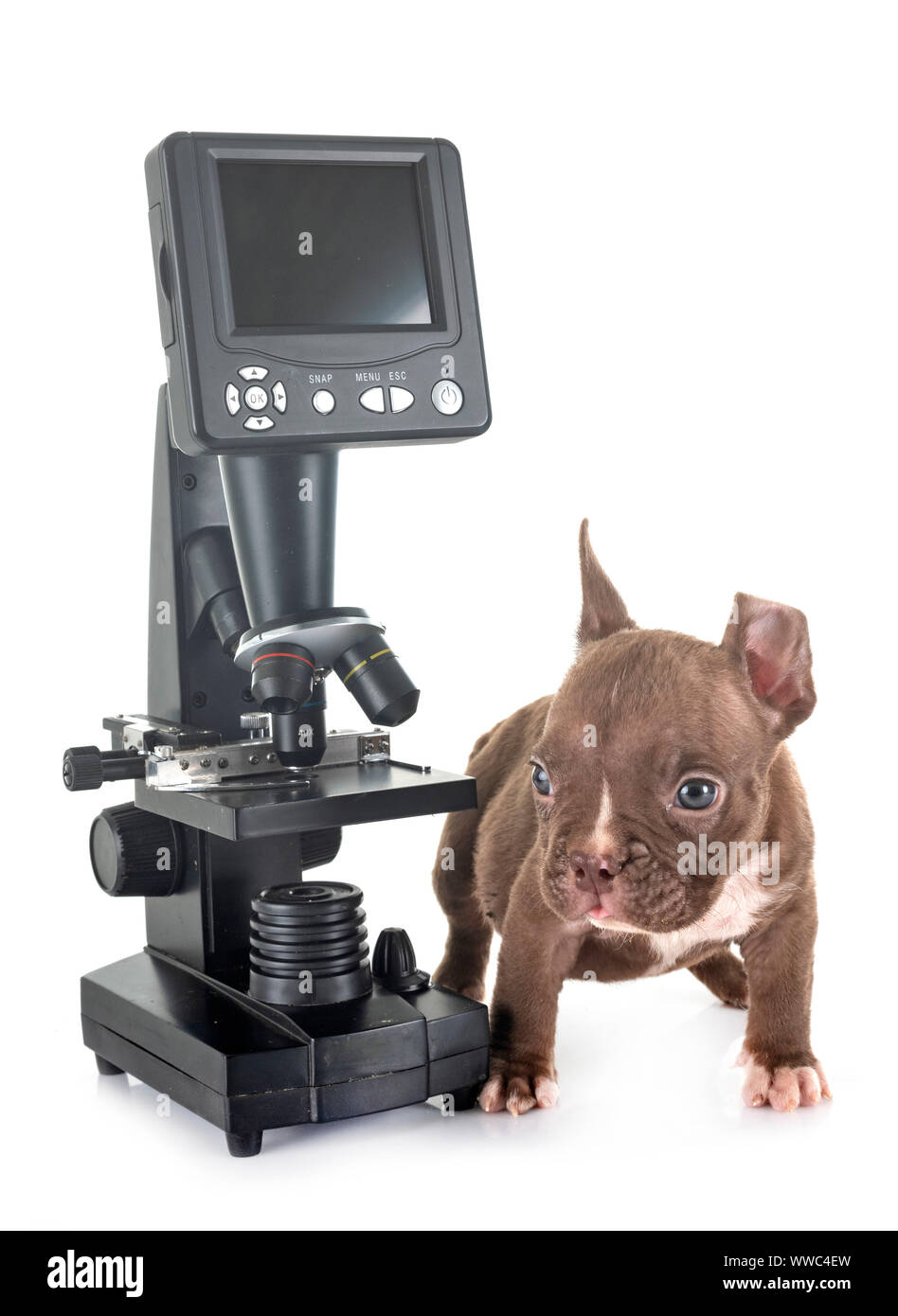 puppy american bully and microscope in front of white background Stock ...