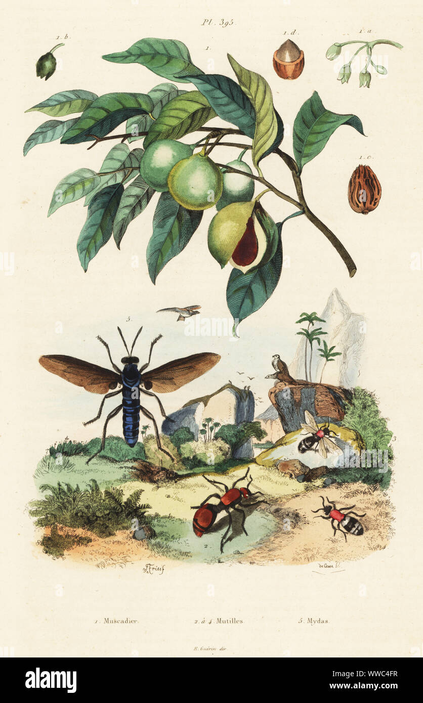 Nutmeg and mace tree, Myristica fragrans 1, parasitoid wasps, Mutilla ...