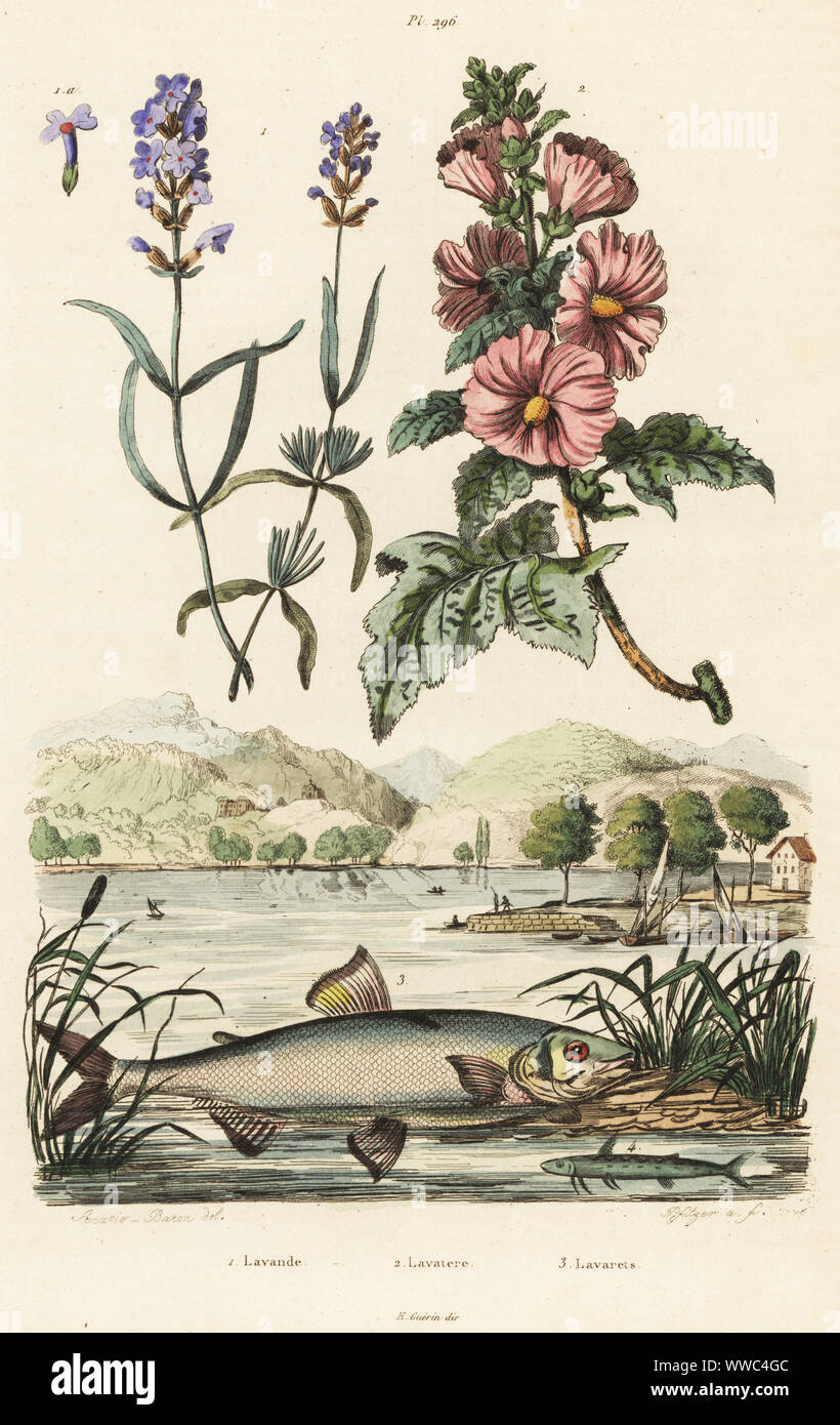 True lavender, Lavandula angustifolia, Lavandula spica 1, tree mallow ...