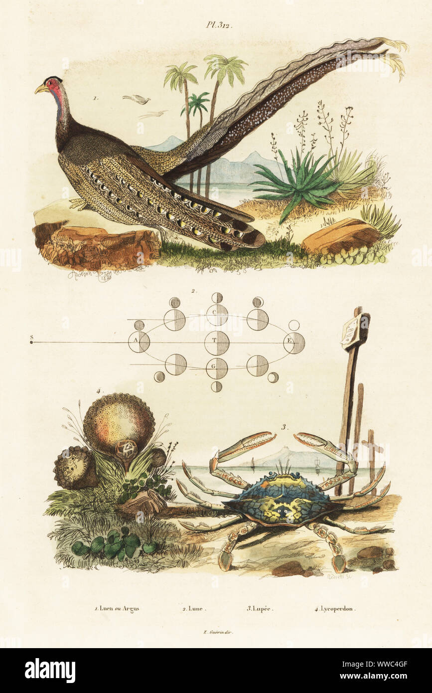 Lupee palagienne hi-res stock photography and images - Alamy