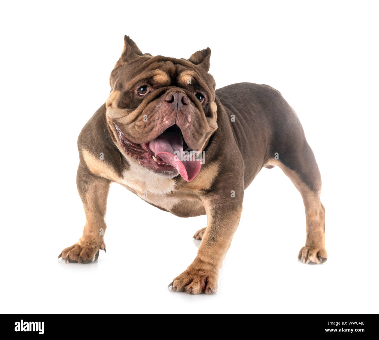 american bully in front of white background Stock Photo - Alamy