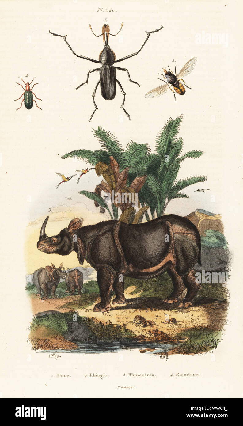 Rhinosime hi-res stock photography and images - Alamy