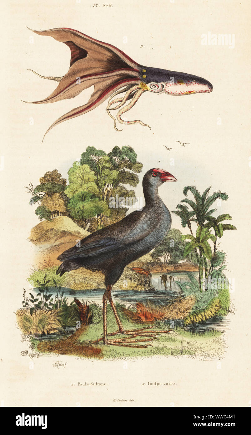 Tremoctopus violaceus blanket hi-res stock photography and images - Alamy