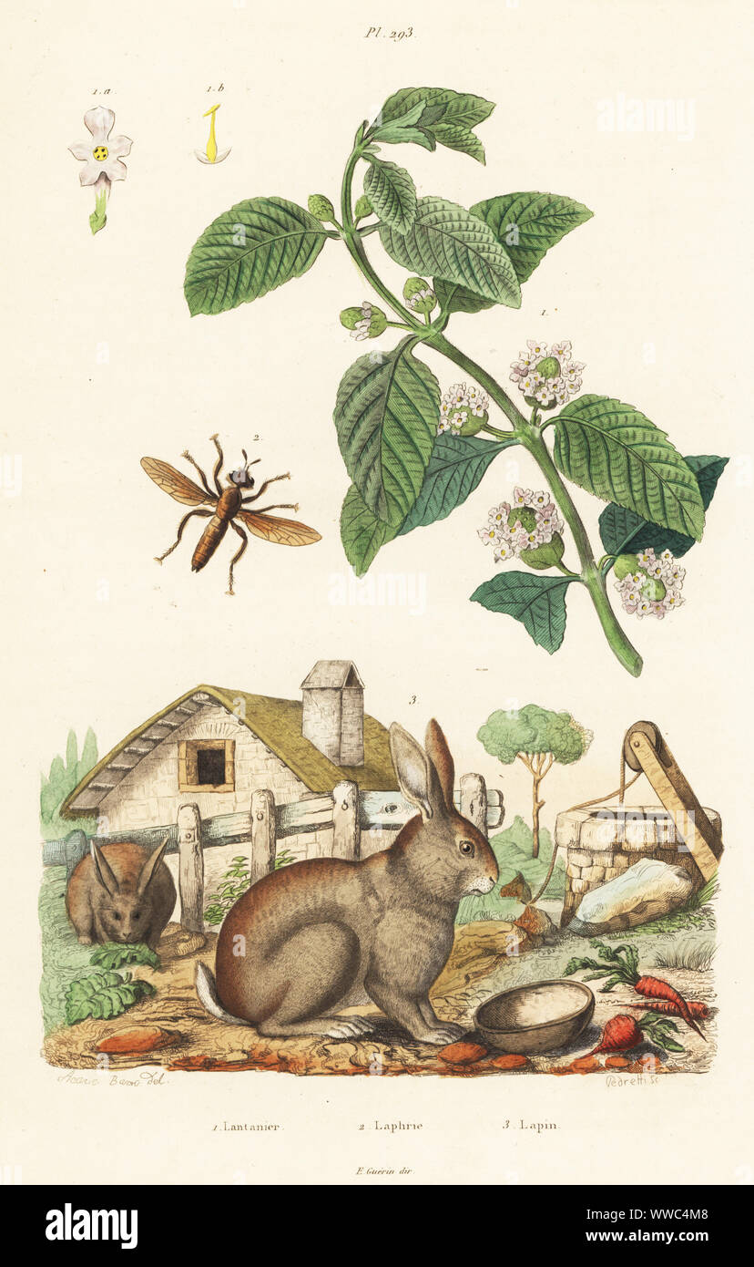 Lepas cuniculus hi-res stock photography and images - Alamy