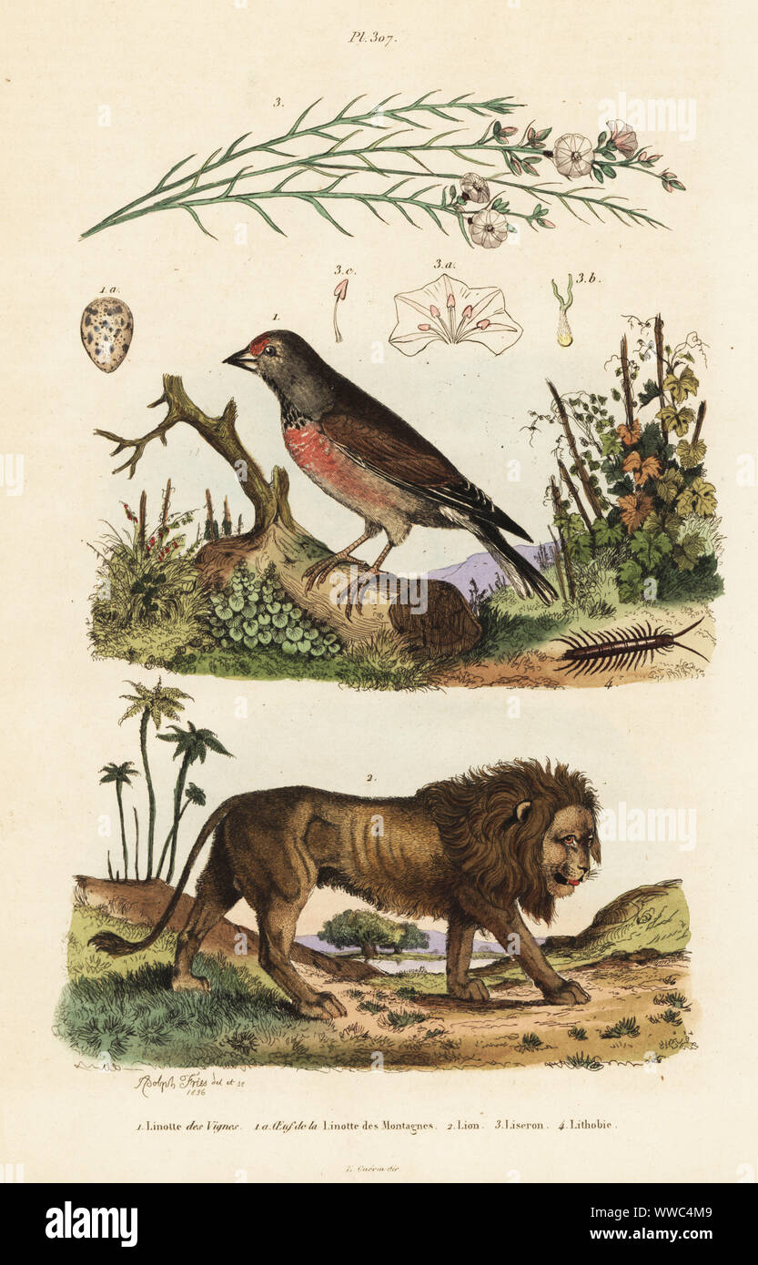 Common linnet, Linaria cannabina 1, egg of the Eurasian tree sparrow ...