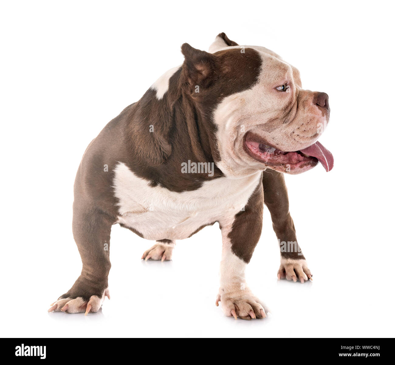 american bully in front of white background Stock Photo - Alamy