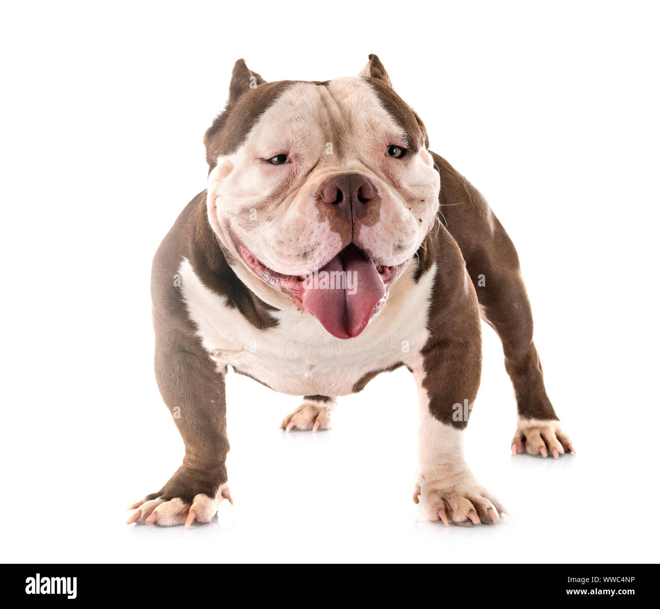 american bully in front of white background Stock Photo - Alamy