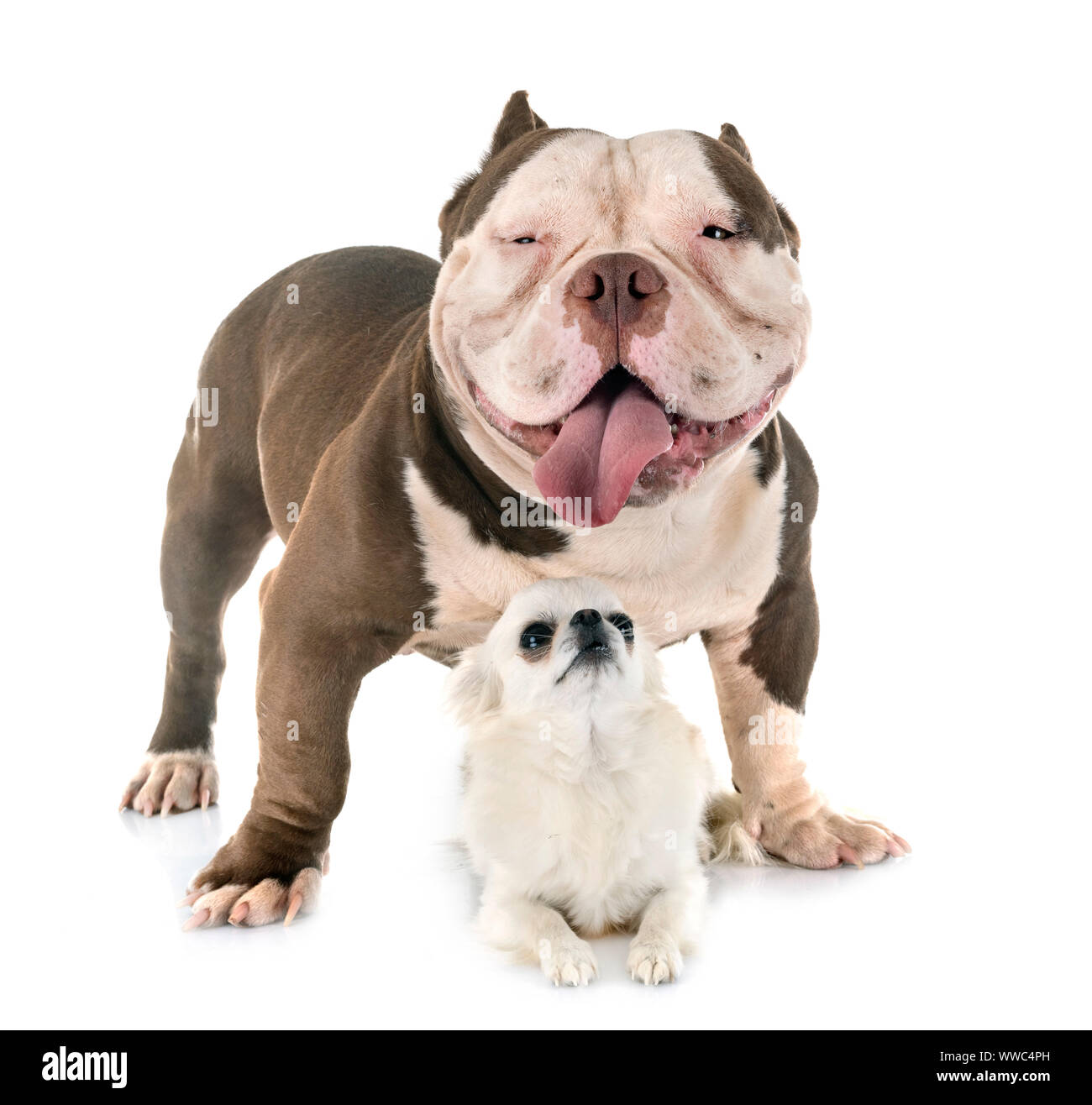 american bully and chihuahua in front of white background Stock Photo ...