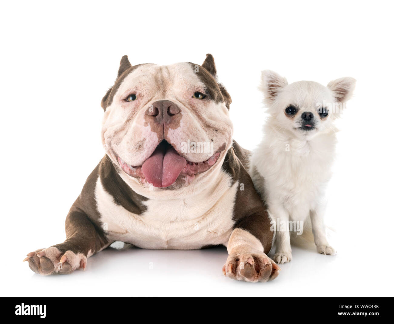 american bully and chihuahua in front of white background Stock Photo ...