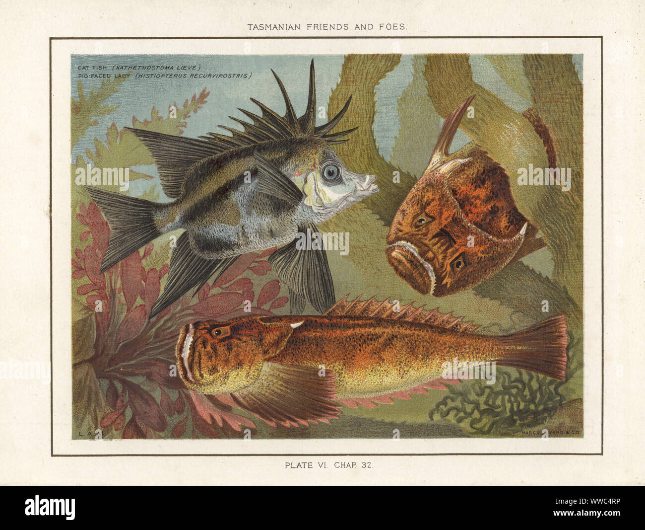 Common stargazer, Kathetostoma laeve, and longsnout boarfish ...