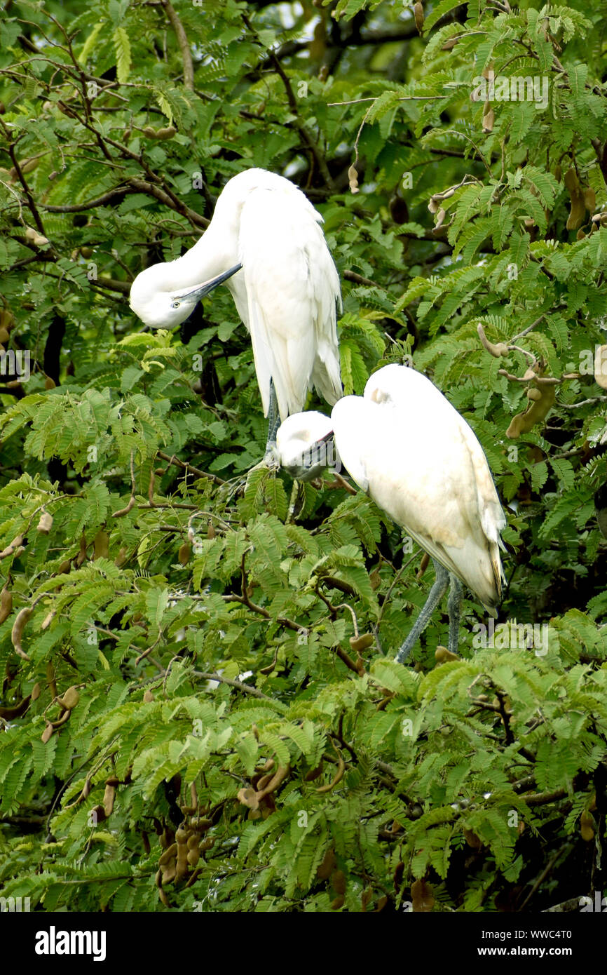 Siberian crane beak hi-res stock photography and images - Alamy