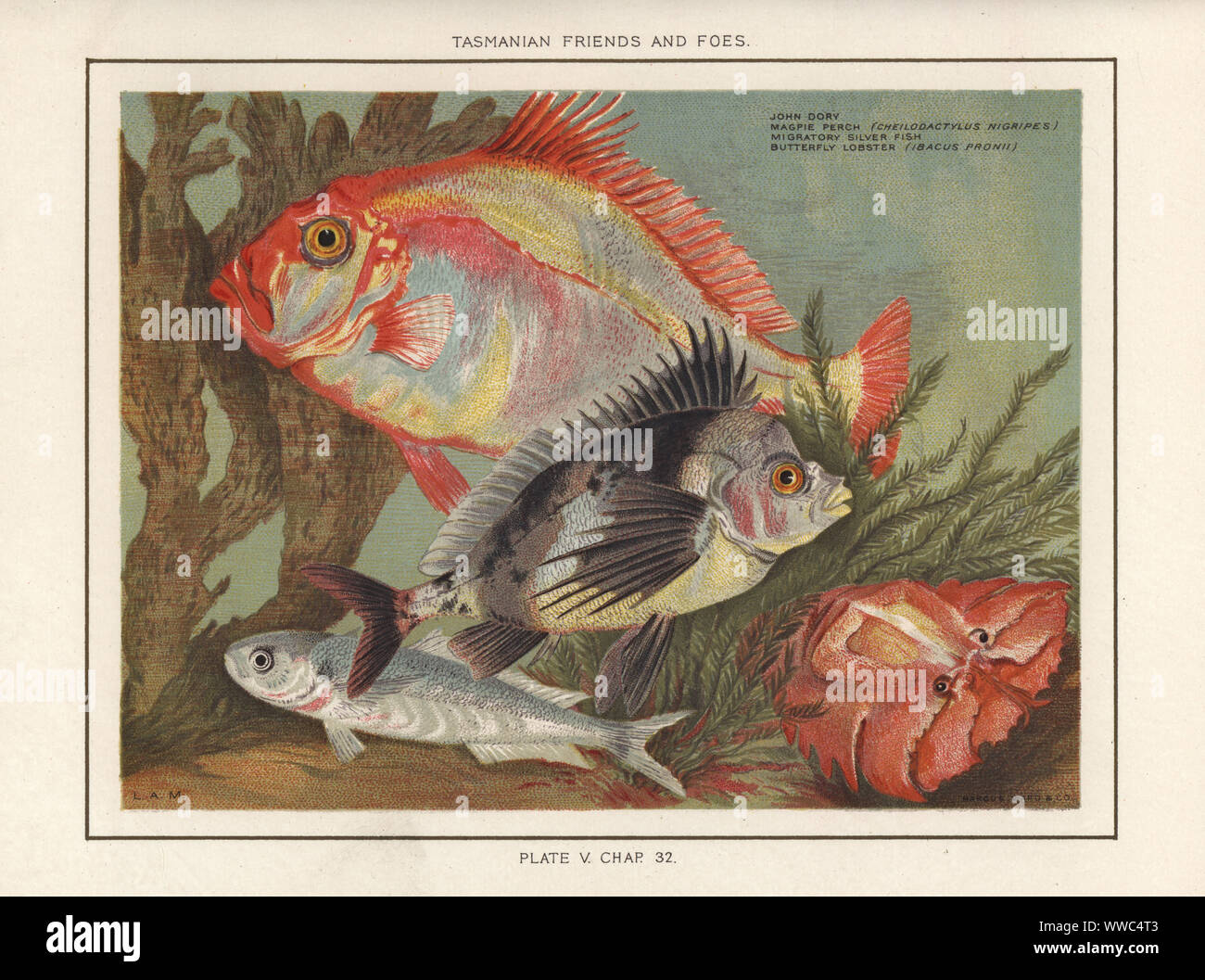 John Dory, Zeus faber, magpie perch, Cheilodactylus nigripes, migratory ...