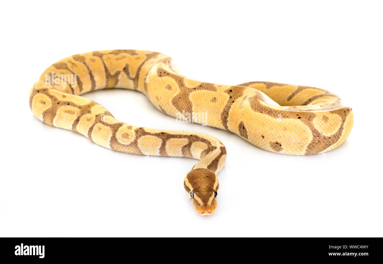 Ball python in front of white background Stock Photo - Alamy