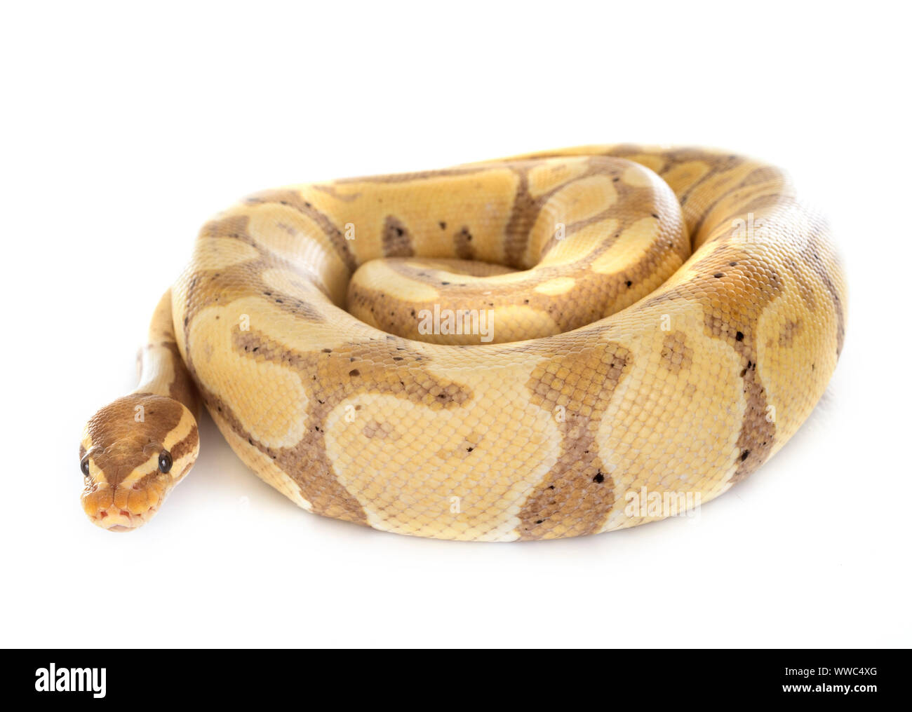 Ball python in front of white background Stock Photo - Alamy