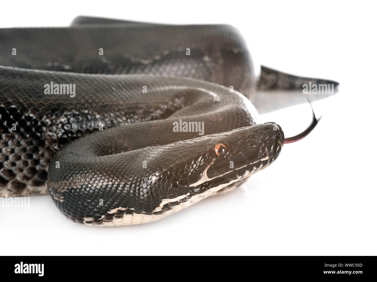 Python curtus in front of white background Stock Photo - Alamy